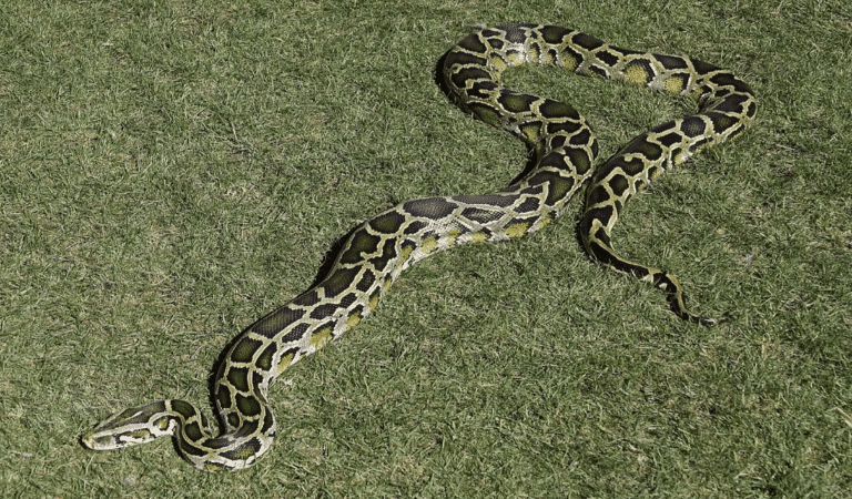 Python Reticulada - Badoca