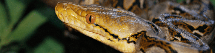 Python Reticulada - Badoca