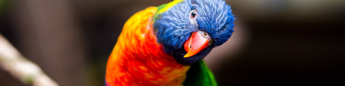 Lóris Arco-Íris - Badoca