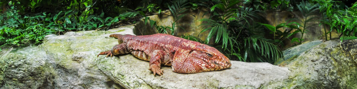 Teiú Vermelho - Badoca