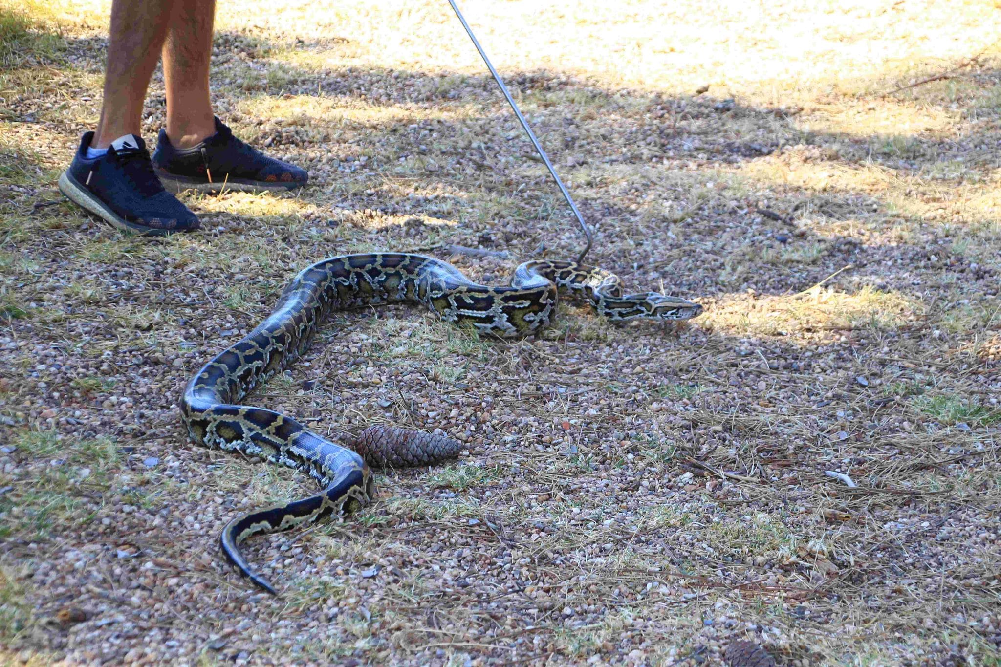 Apresentação de Répteis - Badoca