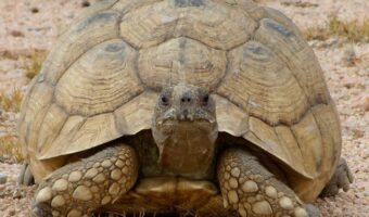 Python Reticulada - Badoca