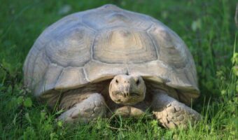 Python Reticulada - Badoca