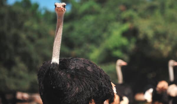 Safari Badoca - Badoca