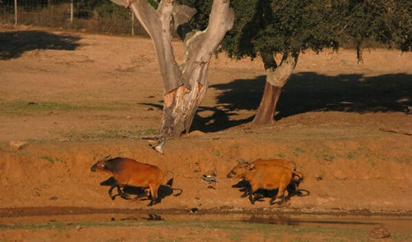Safari Badoca - Badoca