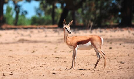 Safari Badoca - Badoca