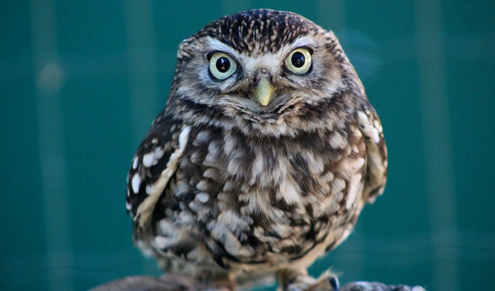 Mocho galego - Badoca