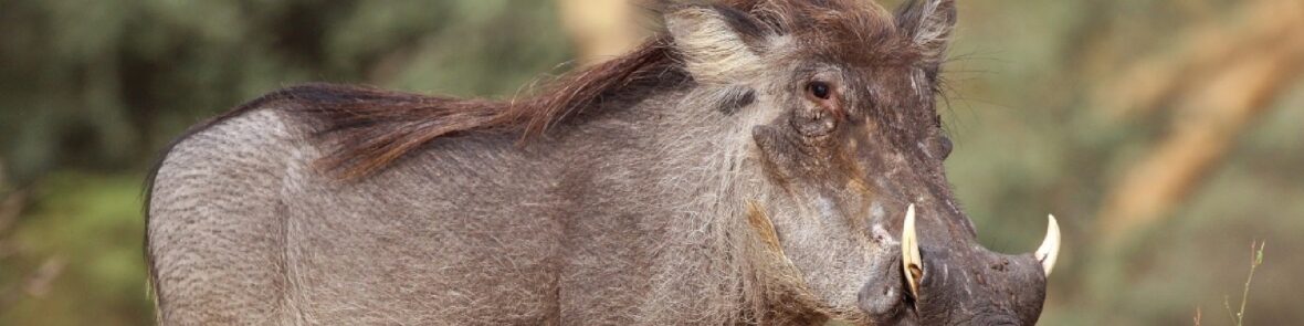 Facoquero Africano - Badoca