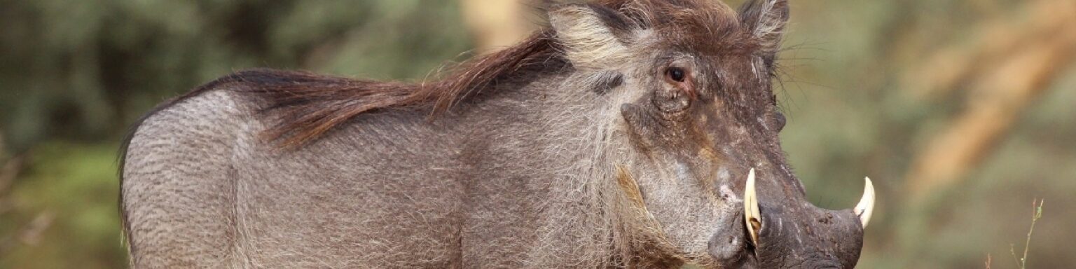 Facoquero Africano - Badoca