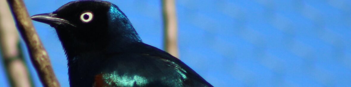 Melro Metálico - Badoca