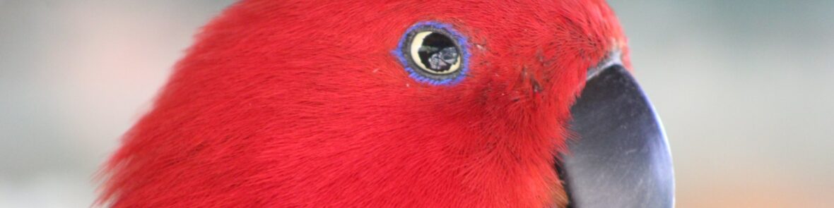 Papagaio Ecletus Eclectus - Badoca