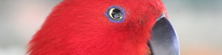 Papagaio Ecletus Eclectus - Badoca