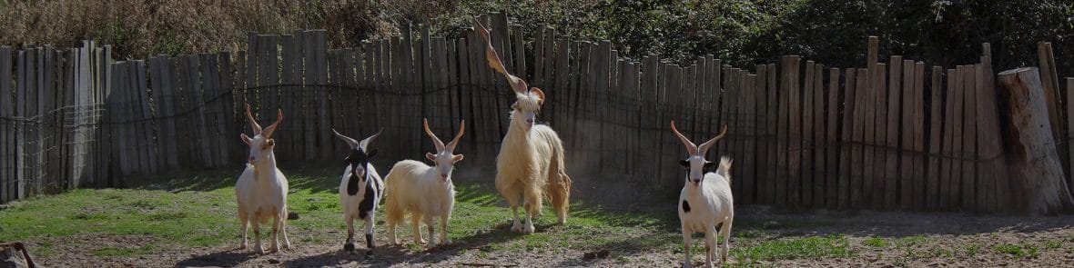 Girgentana Goat - Badoca